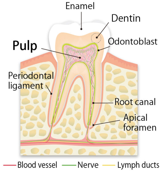 Dental Pulp Regenerative Treatment » 抜ける歯で未来を彩る｜エア・ウォーター・アエラスバイオ株式会社